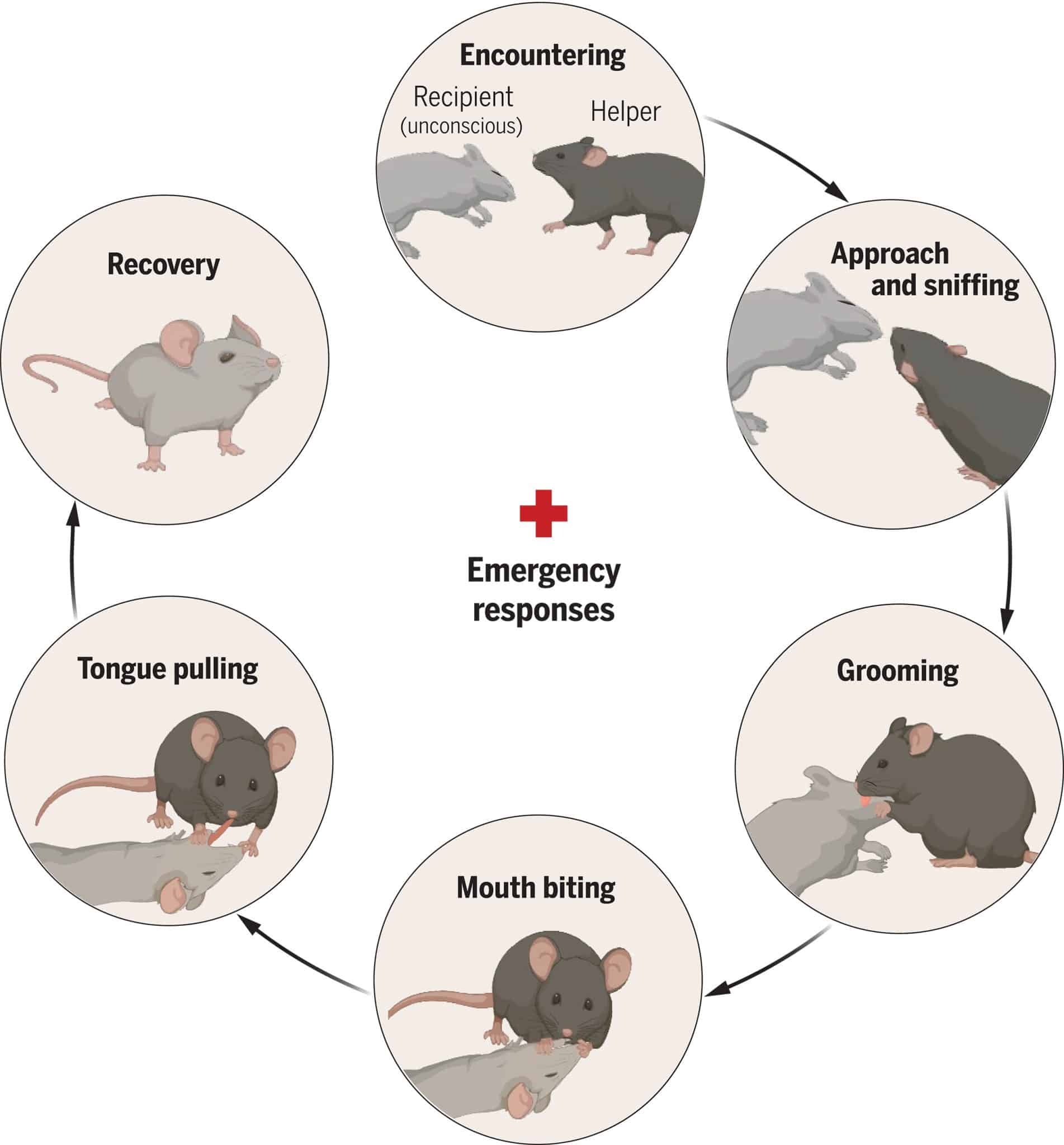 Mouse-to-Mouse Resuscitation: Mice Exhibit Life-Saving Behaviors - Able ...